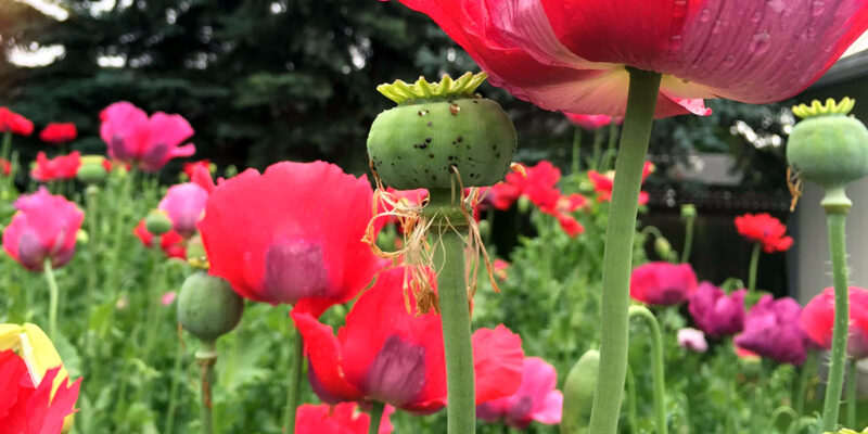 Blog – OPTIMUM POPPY SEED | Seed Company