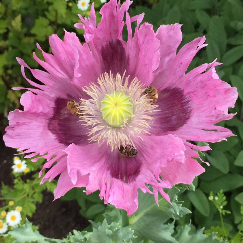 OPTIMUM POPPY SEED | Seed Company – Pacific Northwest Poppies