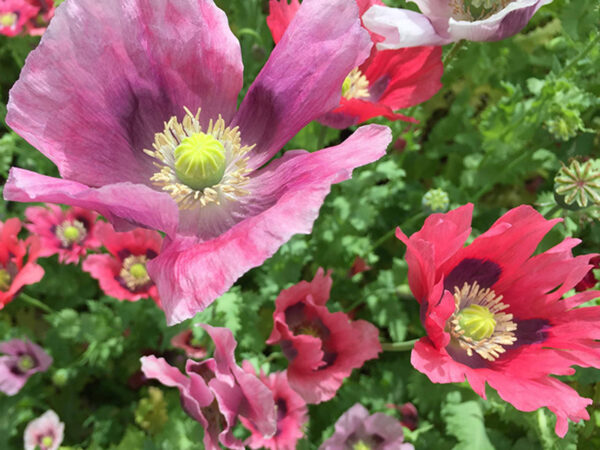 The History of Poppies – OPTIMUM POPPY SEED | Seed Company