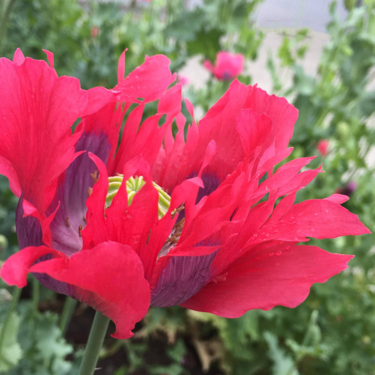 OPTIMUM POPPY SEED | Seed Company – Pacific Northwest Poppies